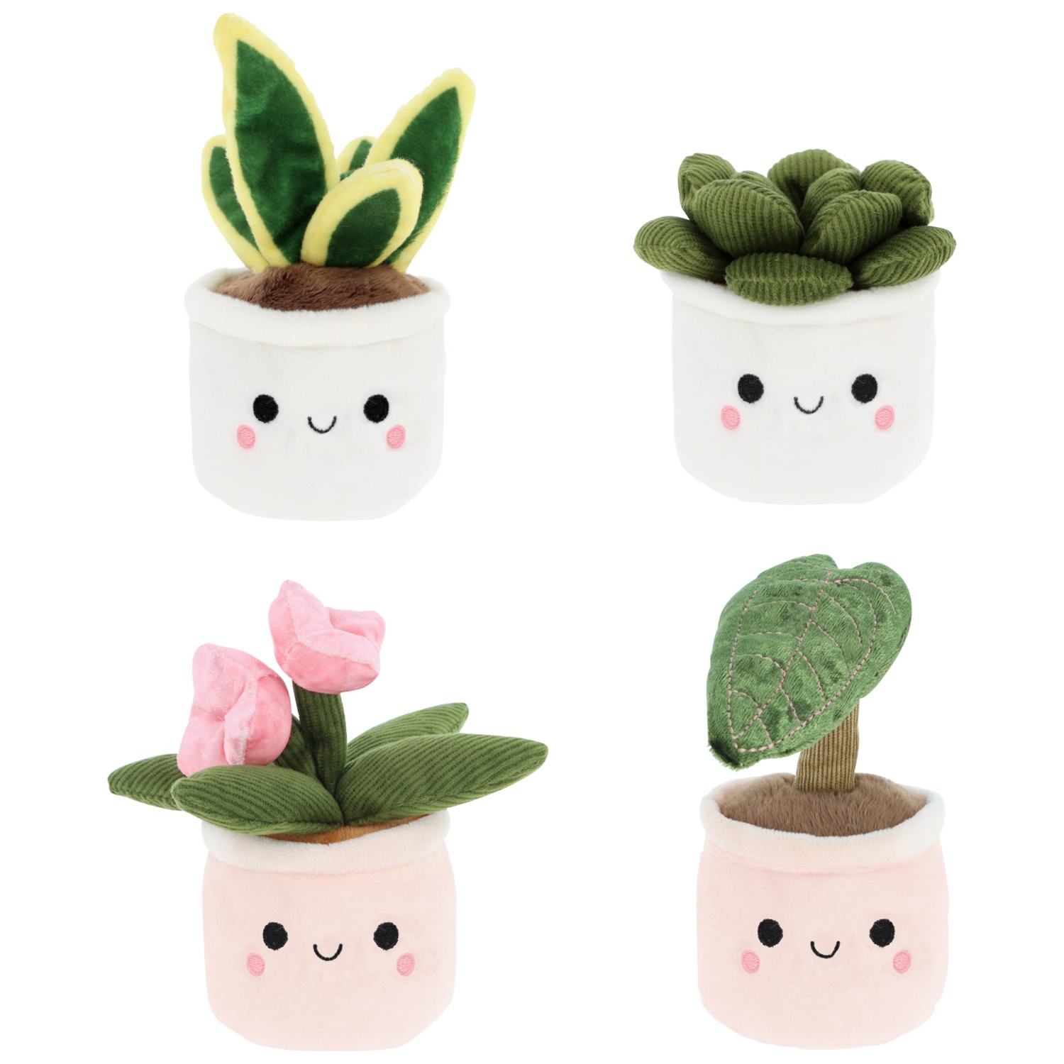 Motsu plantes | ALDI SUISSE